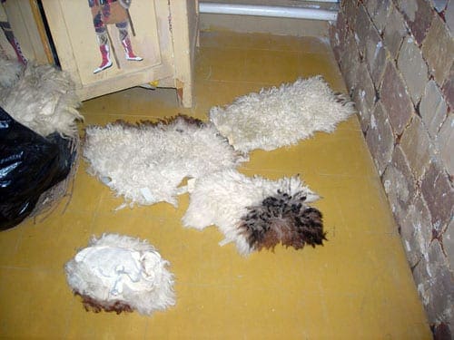 Building a Jewish Studies Environment: Focus on Dugma | The Lookstein ...